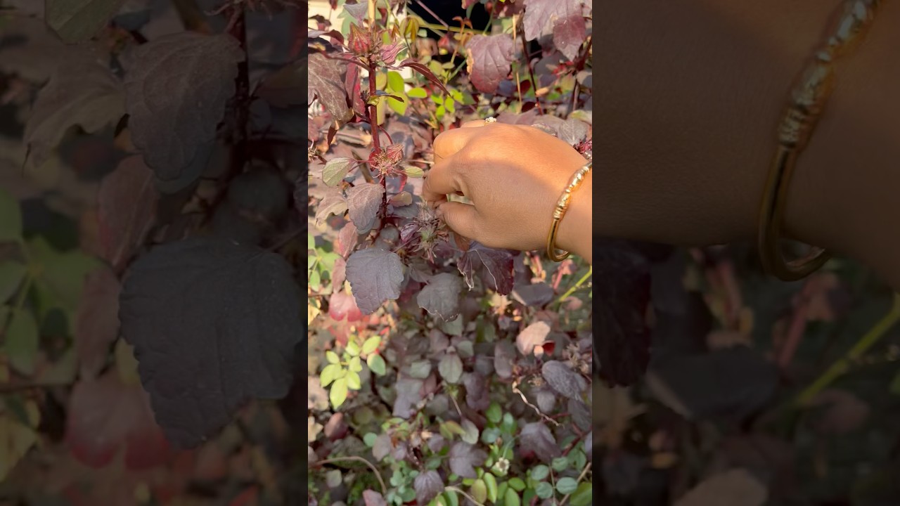 Mesta tenga logot mati dali ##assamesekhana ##ethnicfood - YouTube