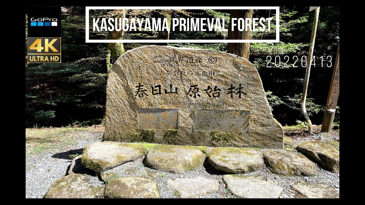 Winding Road In Japan Kasugayama primeval forest 20220413 Gopro9 4k ...