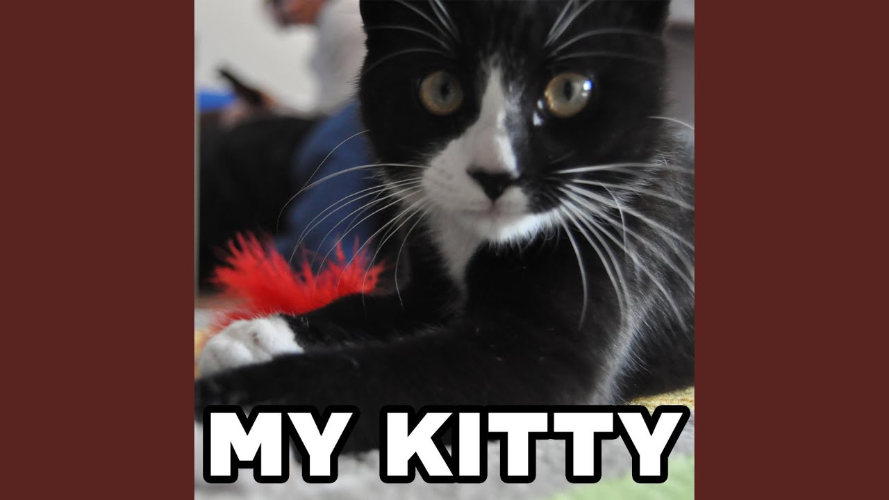 Youre My Kitty Youtube
