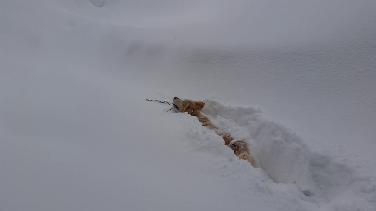 Funny Deep Snow
