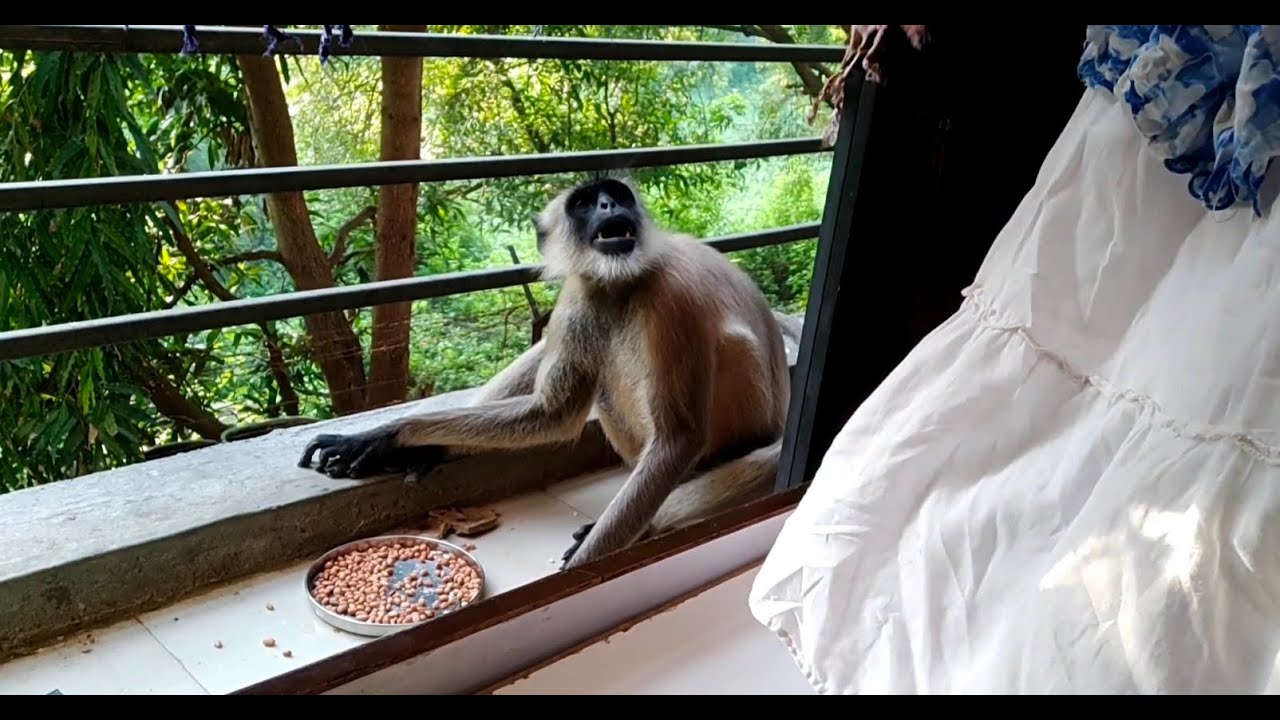 Mera pyara lalla (bander) | monkey video - YouTube