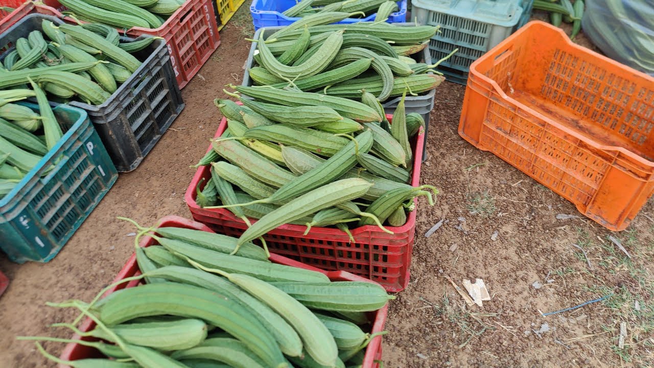 Best Ridge Gourd Farming A-Z Technique.( బీర సాగు విధానము). Staking ...