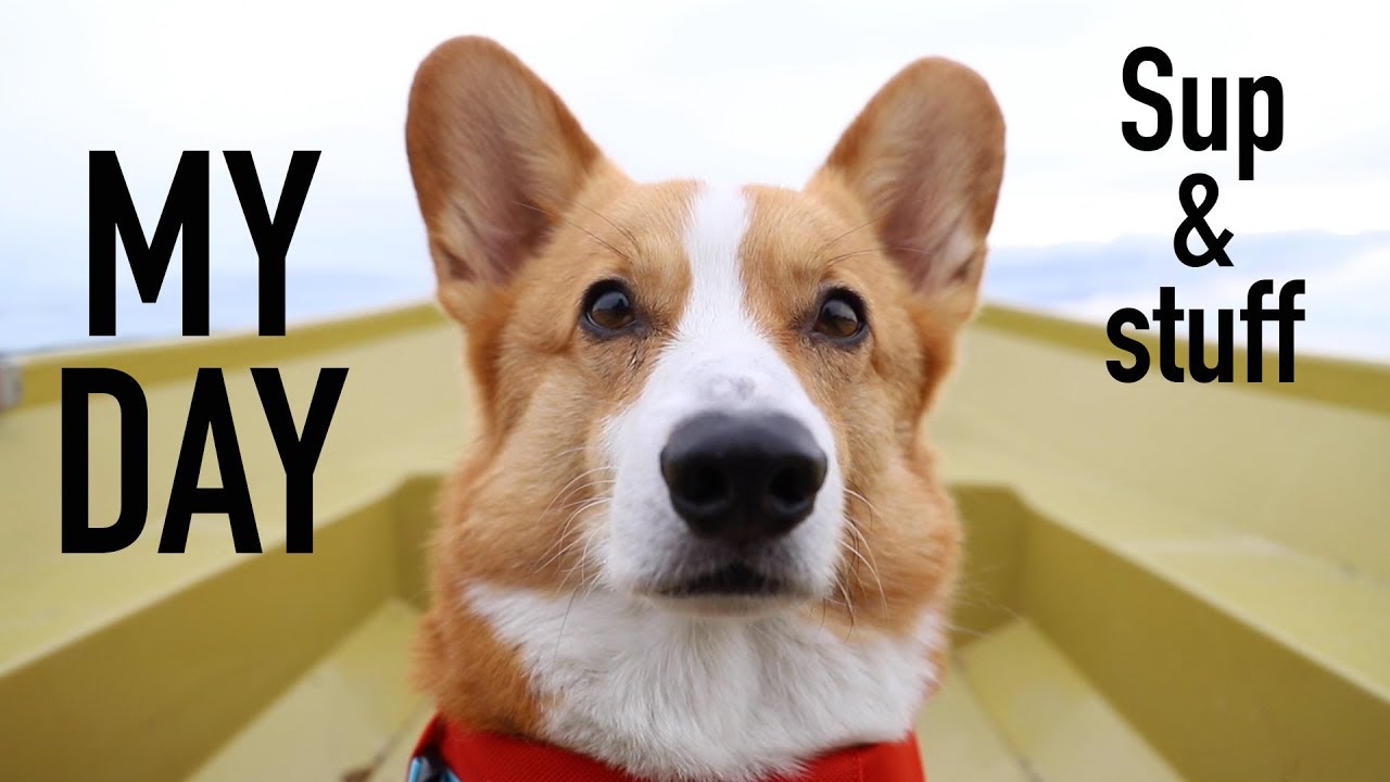 DOG SUPPING (MY DAY) - Topi the Corgi - YouTube