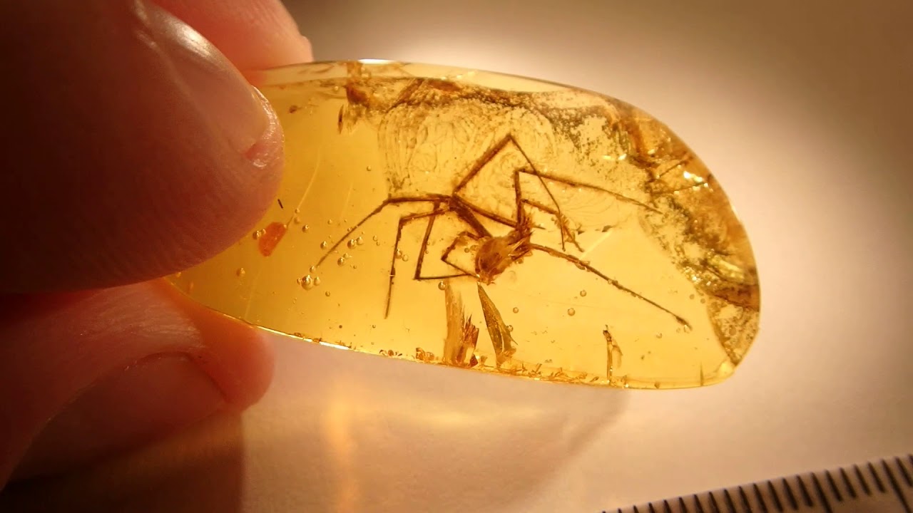 Huge Spider Inclusion Inside Baltic Amber - YouTube