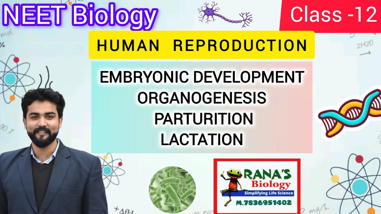 CLASS 12 |CHAPTER 2 |HUMAN REPRODUCTION| EMBRYONIC DEVELOPMENT ...