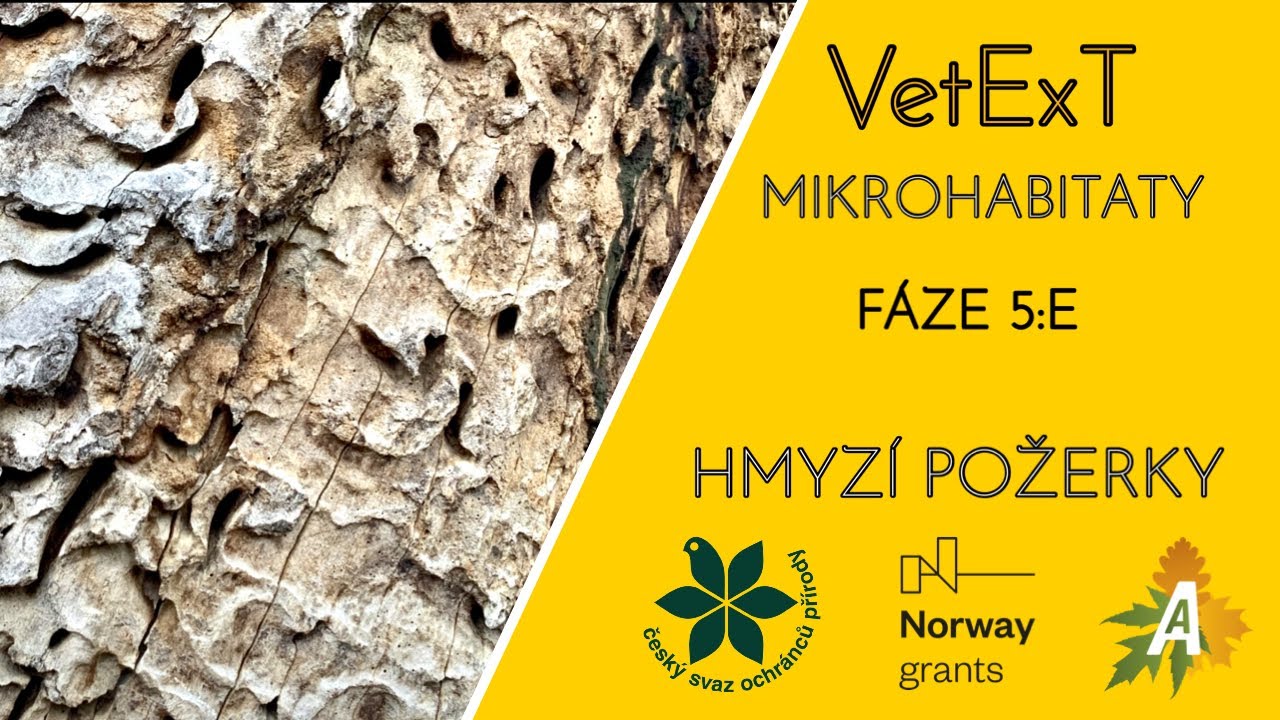 VetExt / Fáze 5:E / Mikrohabitaty / Hmyzí požerky - YouTube