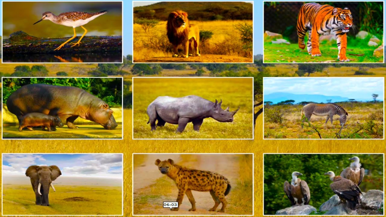 Learning Animals HD Animals Sounds For Children Learning Wild Animals ...