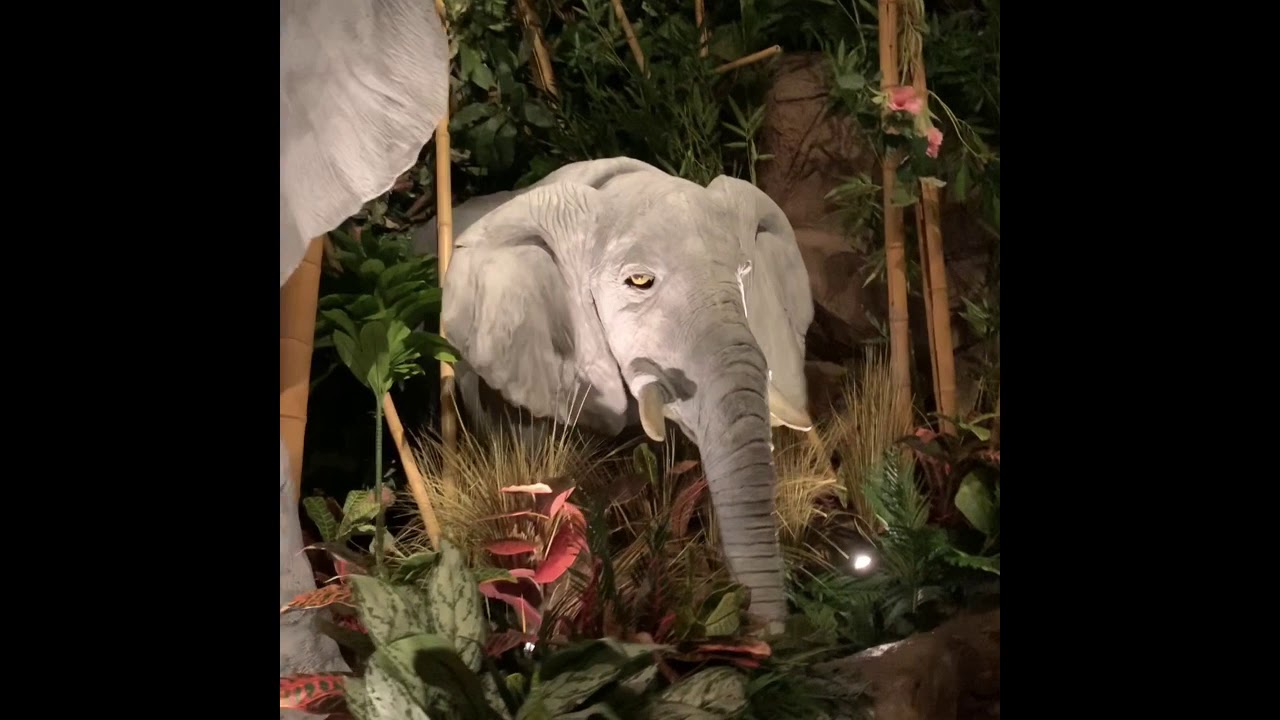 Rainforest Cafe - YouTube