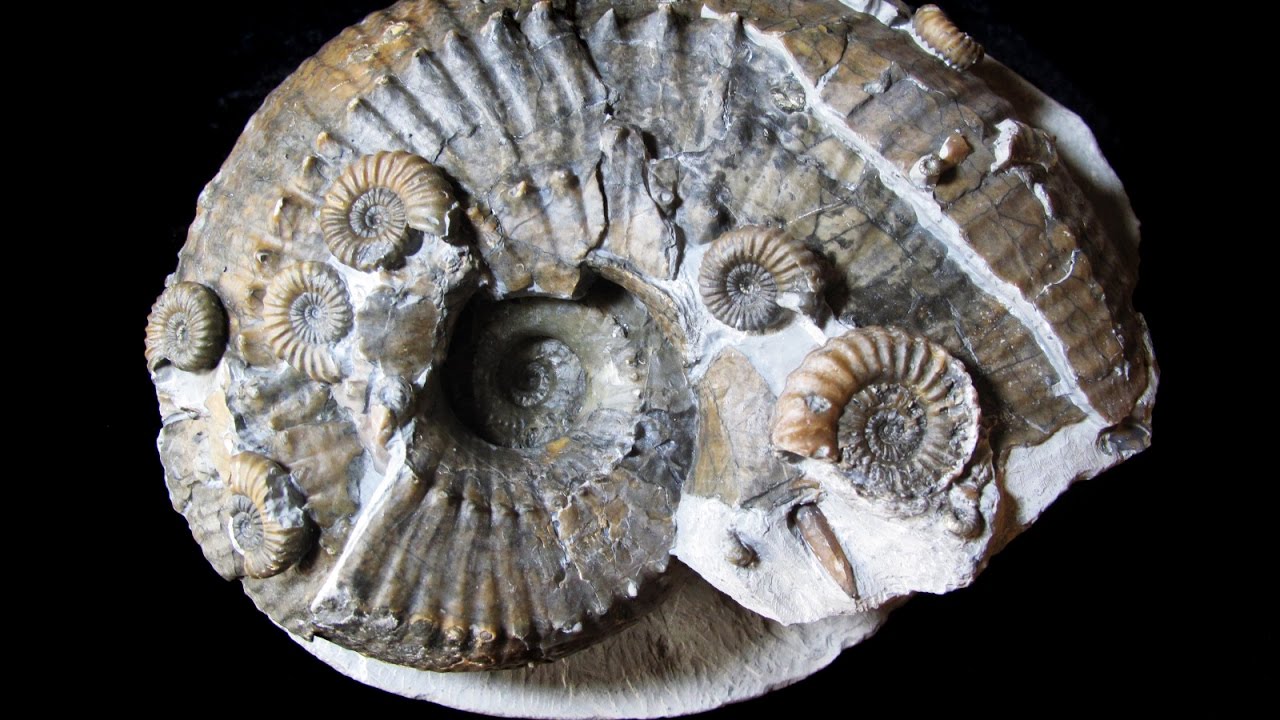 Liparoceras subhenleyi Ammonite Prepared by Craig Chivers - YouTube
