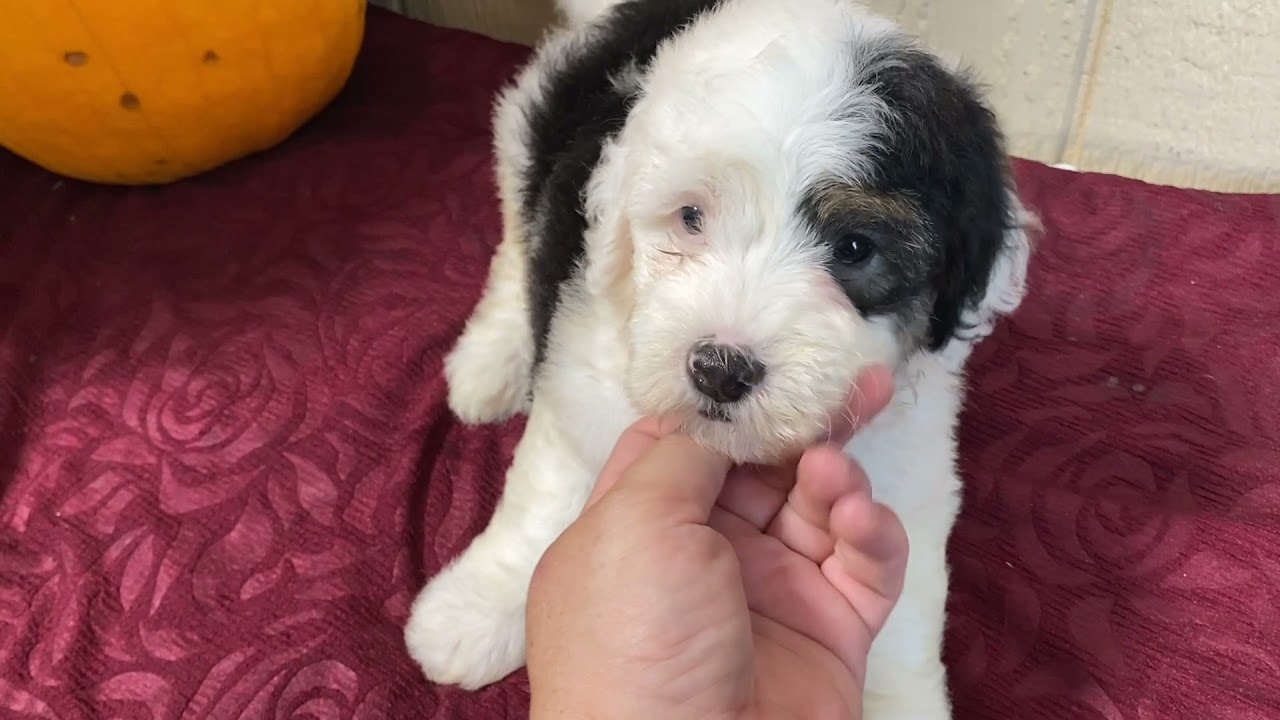 Say Hi to sweet Barry! - YouTube