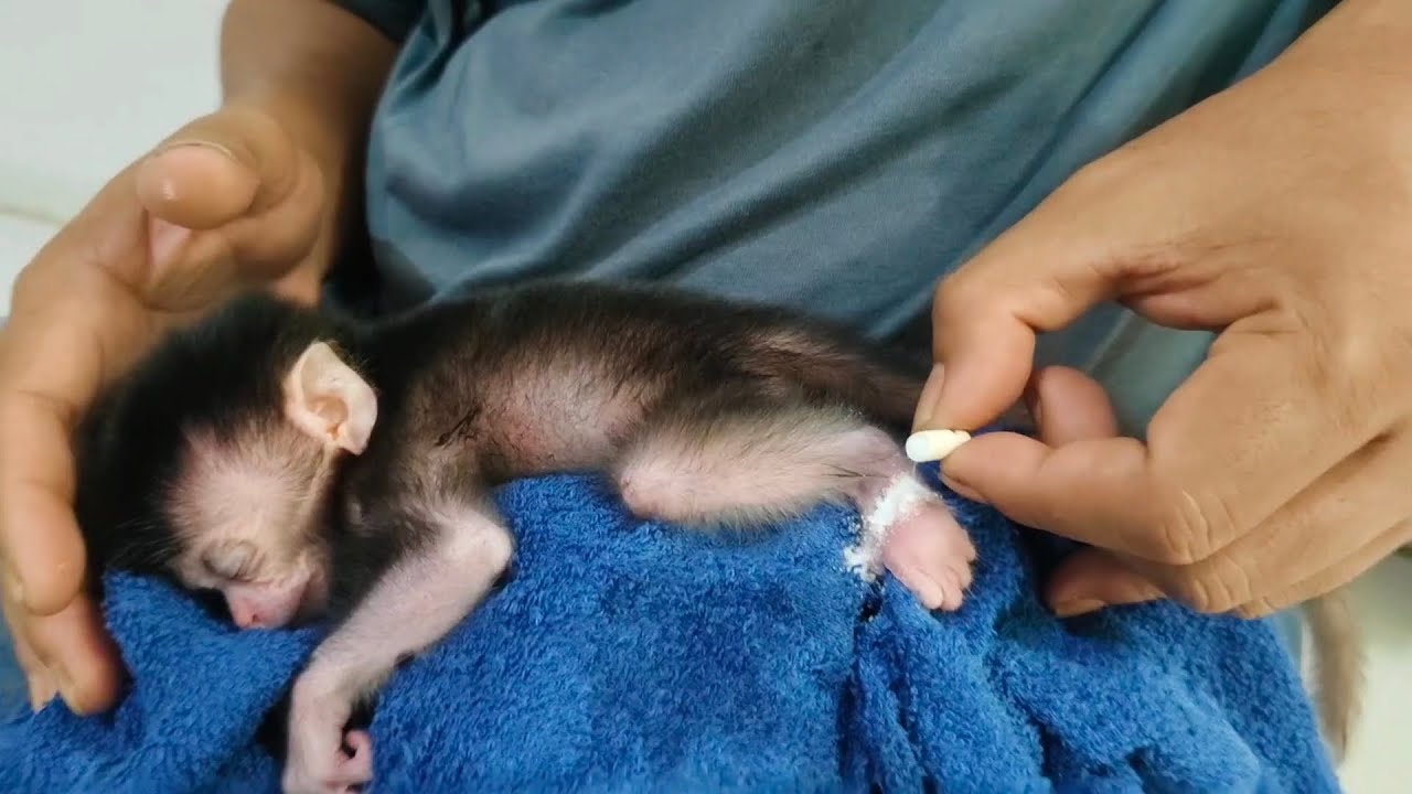 Poor premature newborn monkey baby, disciplined giving her medicine to ...