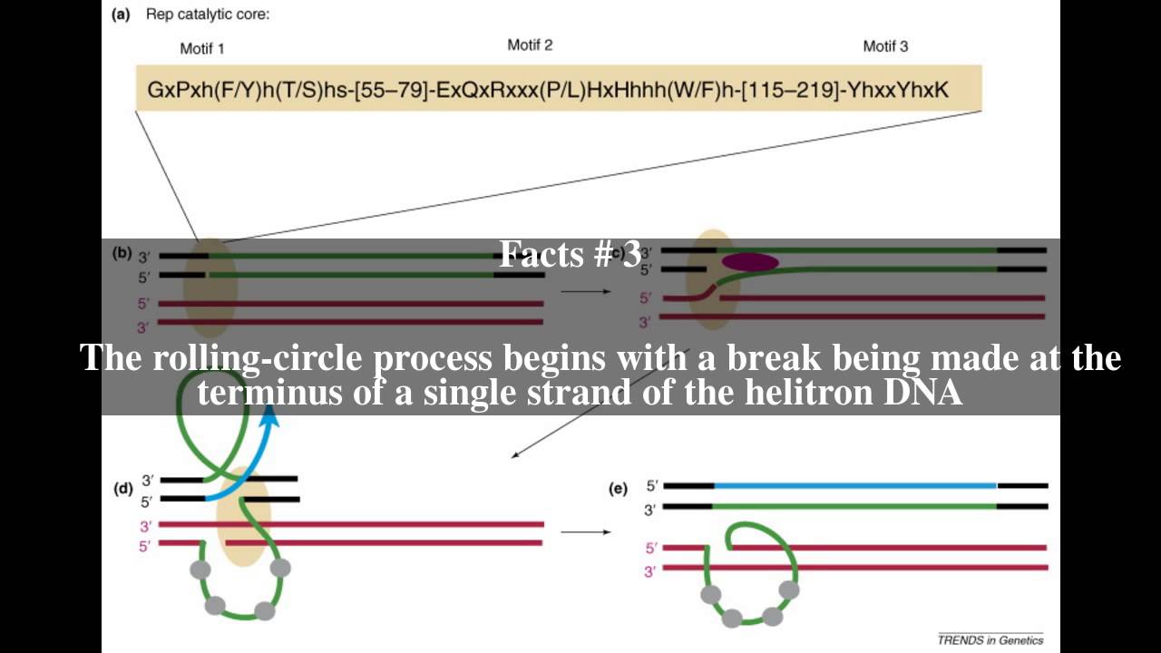 Helitron (biology) Top # 5 Facts - YouTube