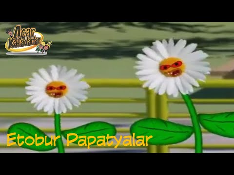 Acar Kafadarlar - Etobur Papatyalar