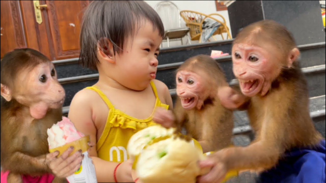 Bon bon monkey teases baby to win ice cream and candy, playful and ...