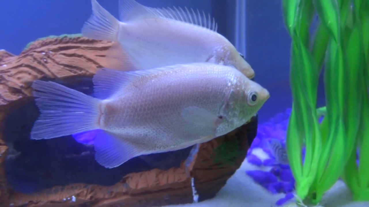 Kissing Gourami Fish | Hard Fish Tank - YouTube