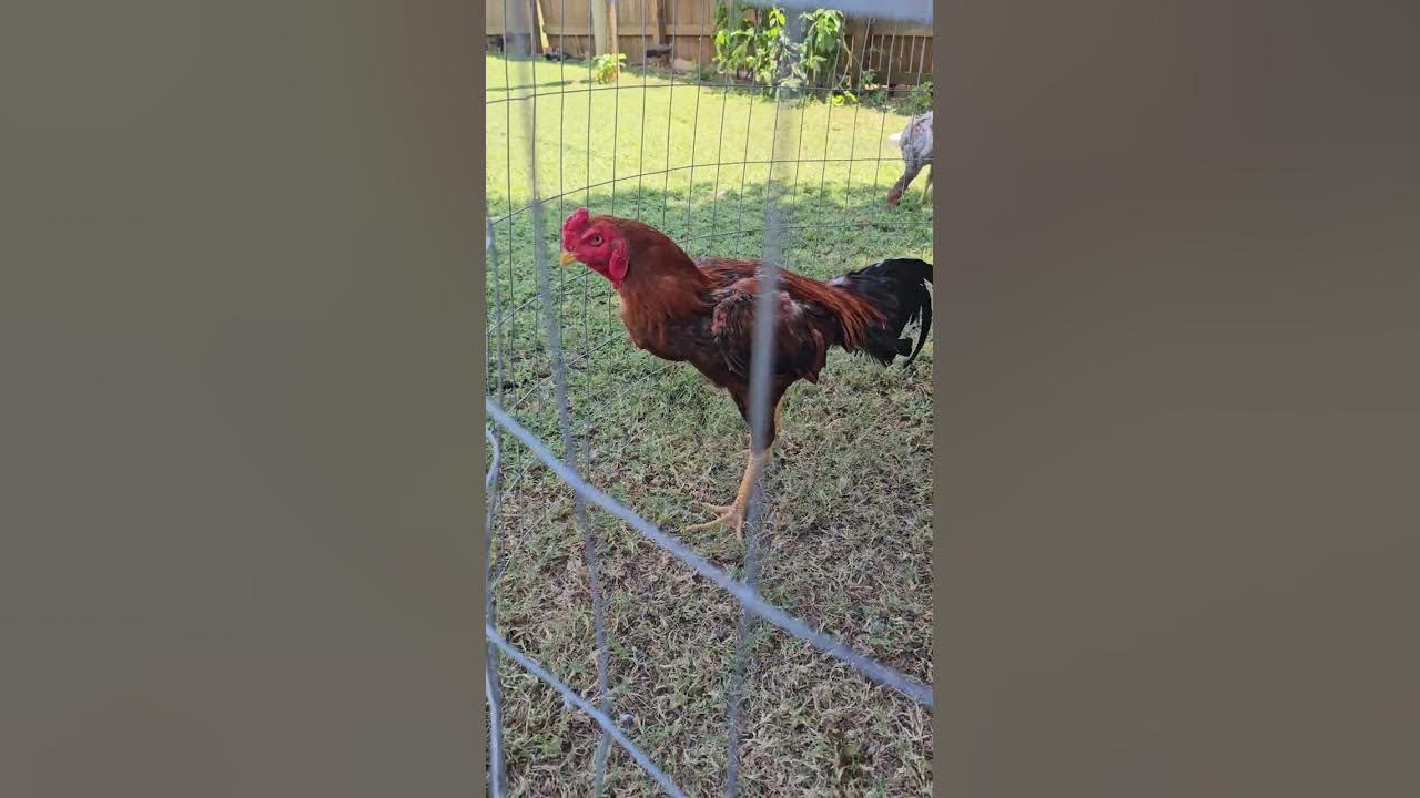 update kuv cov qaib rau peb saib nawj. - YouTube