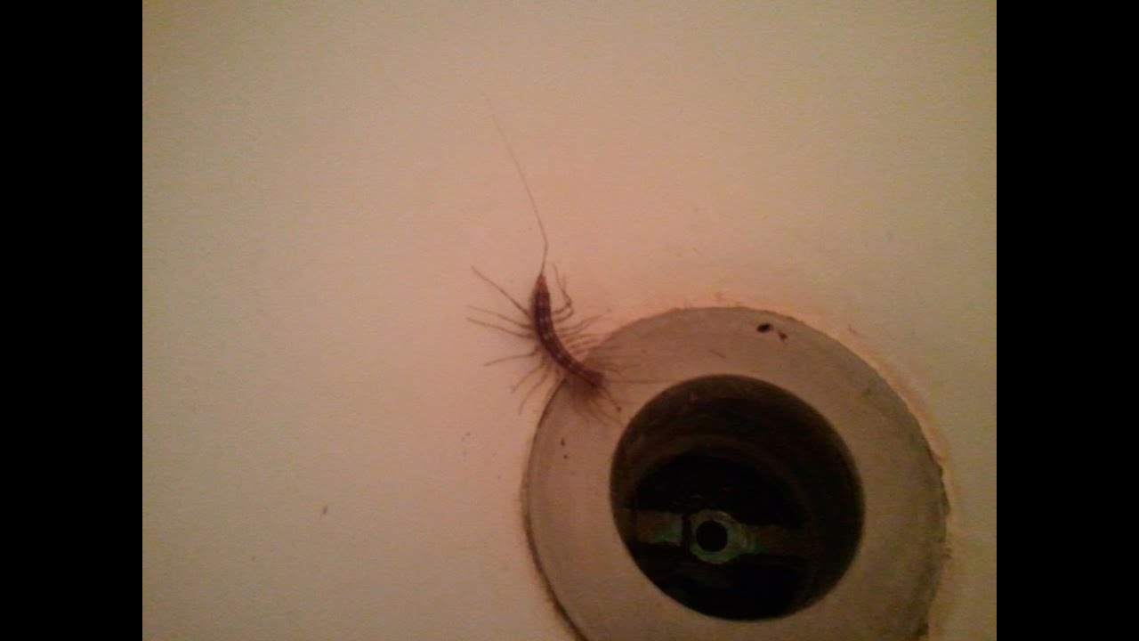 SILVERDALEK STORYTIME, Centipede in my shower - YouTube