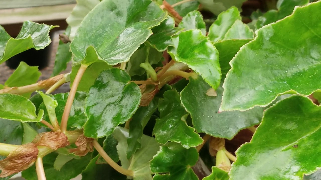 BEGONIA EUNICE GREY SHRUB PLANT - YouTube