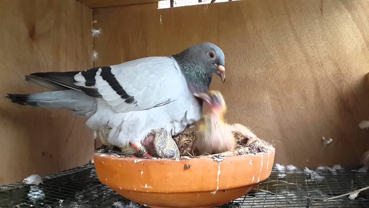 Feeding the Babies - Racing Pigeon - YouTube