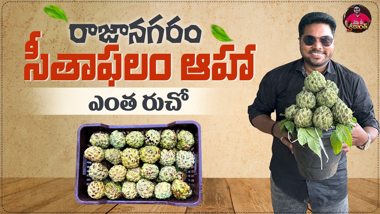 సీతాఫలం తింటే ఇక్కడే తినాలబ్బ | Fresh Custard Apples in Rajanagaram ...