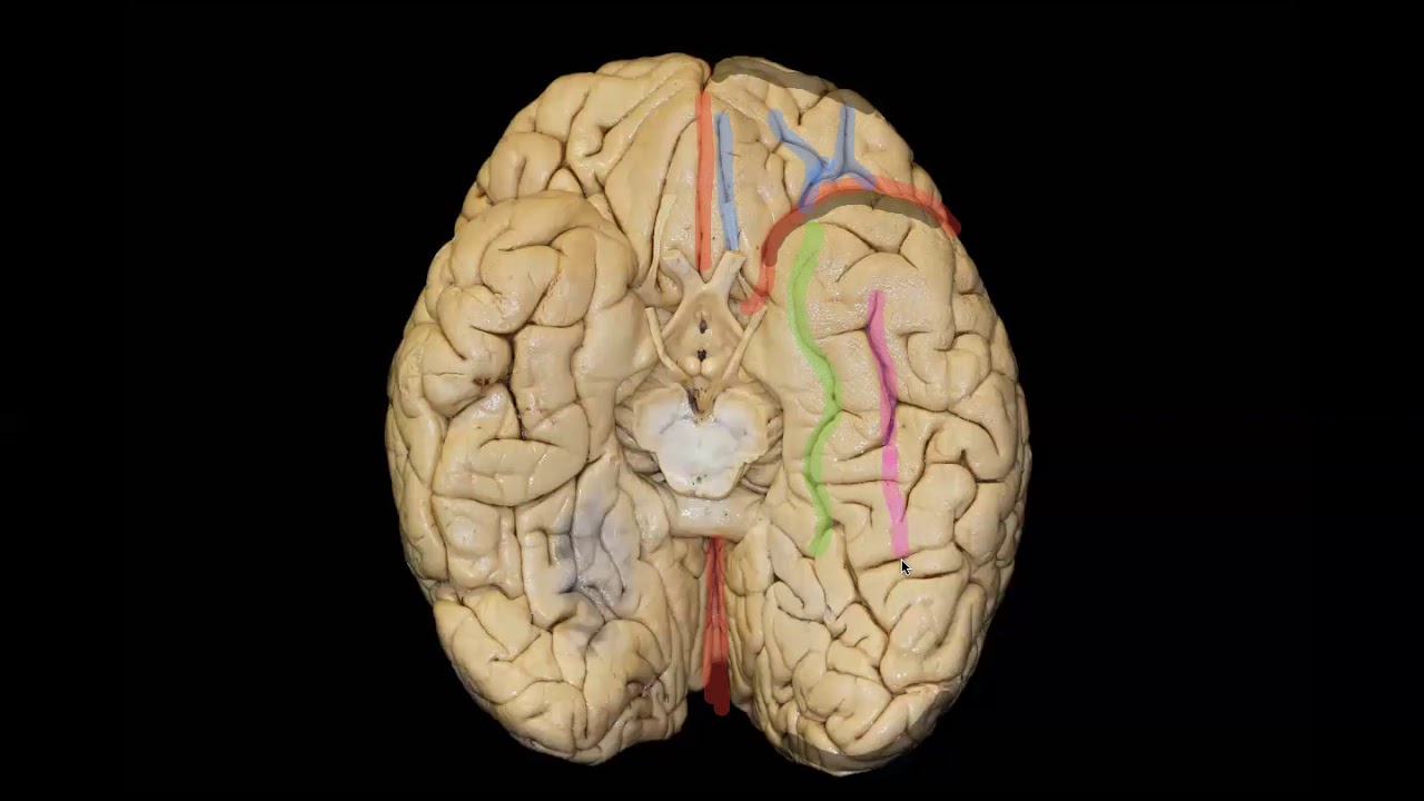 Giros y surcos: cara inferior. - YouTube