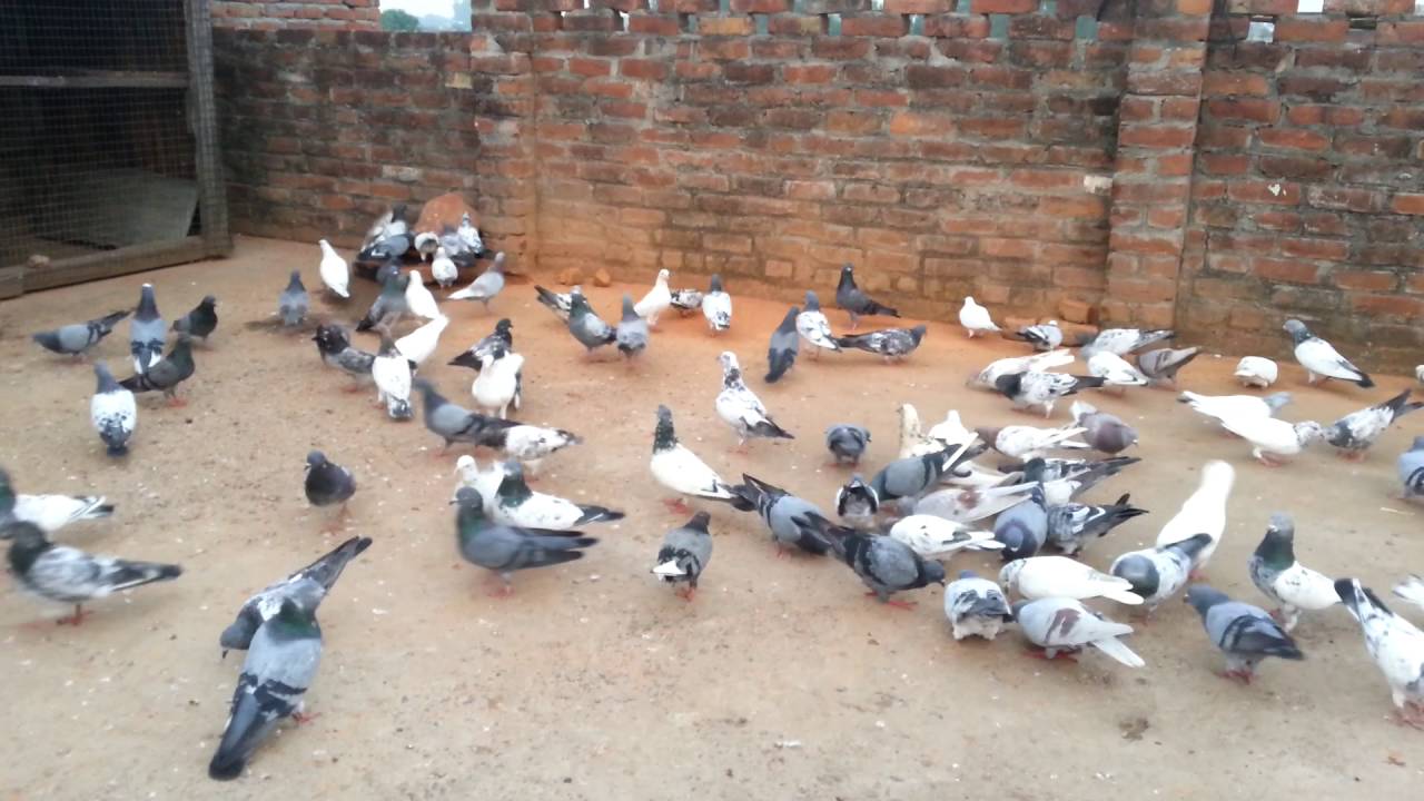 Pejan - YouTube