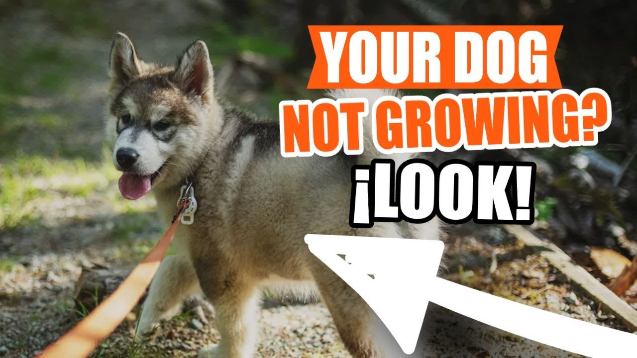CHONDRODYSPLASIA in DOGS: 🐶👇Symptoms, Causes and What to Do - YouTube