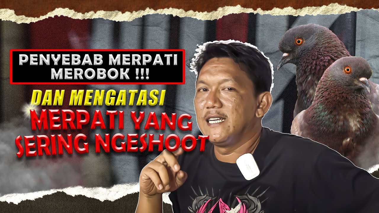 WAJIB TAHU!! CARA MENGATASI MERPATI SERING MEROBOK DAN PENYEBAB NYA INI ...