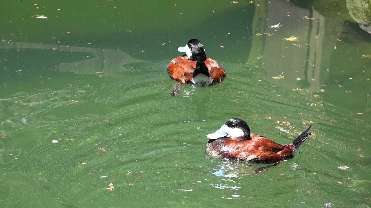 Little Blue-Billed Ducks in 4K Ultra HD - YouTube