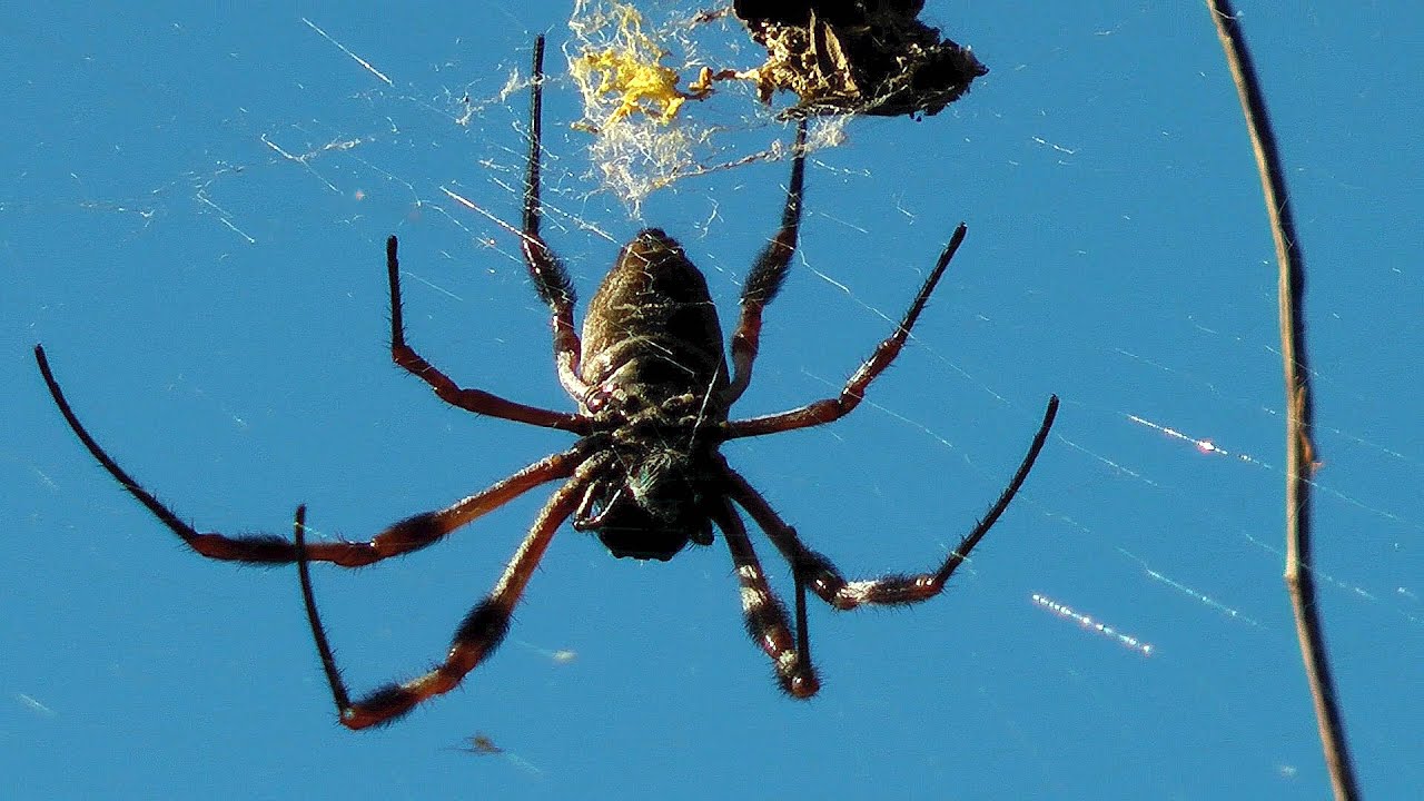 Golden orb-weaving spider eating insect up close in web - Nephila ...
