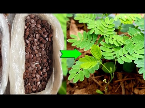 How to plant native tree seeds - YouTube
