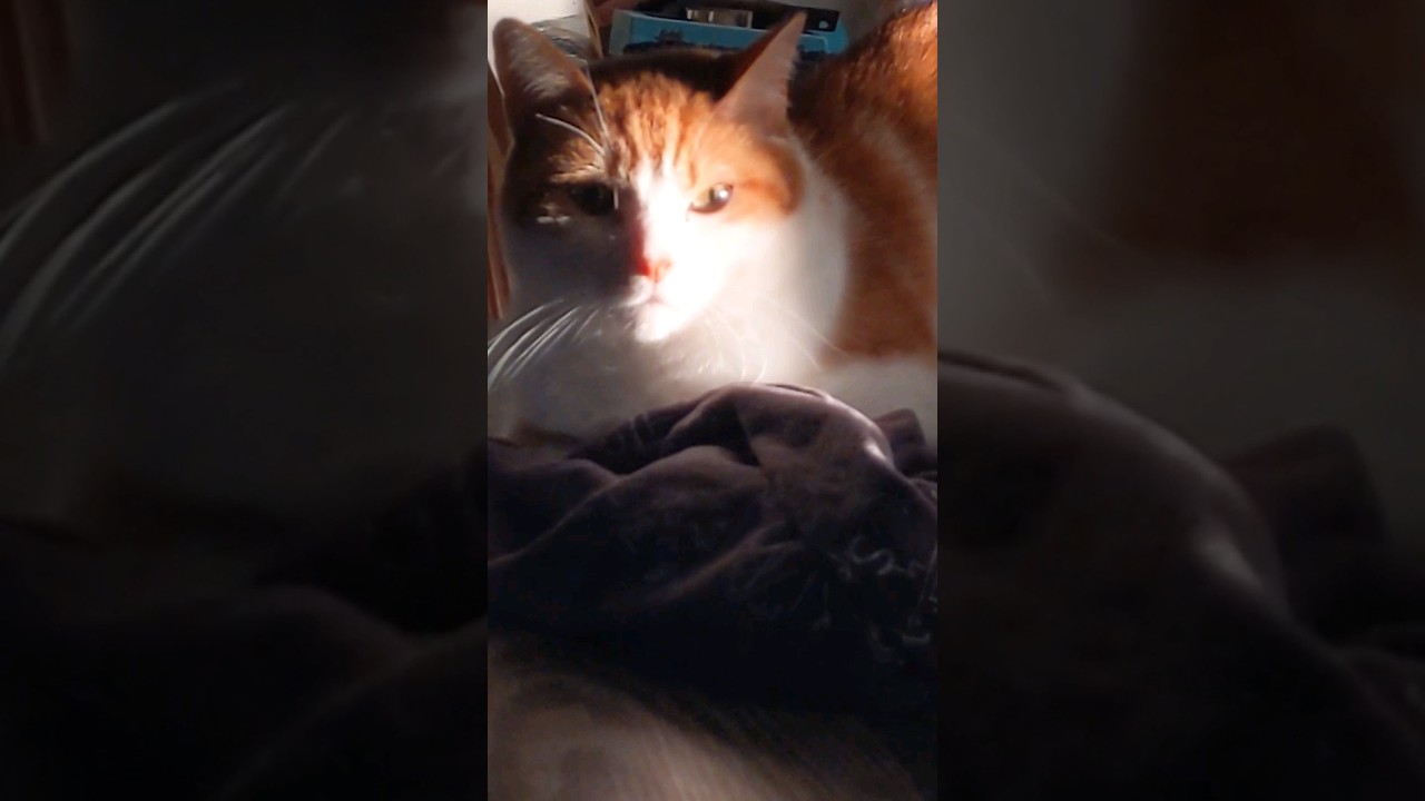 suspicious cat #funny #cat #cats #meme - YouTube