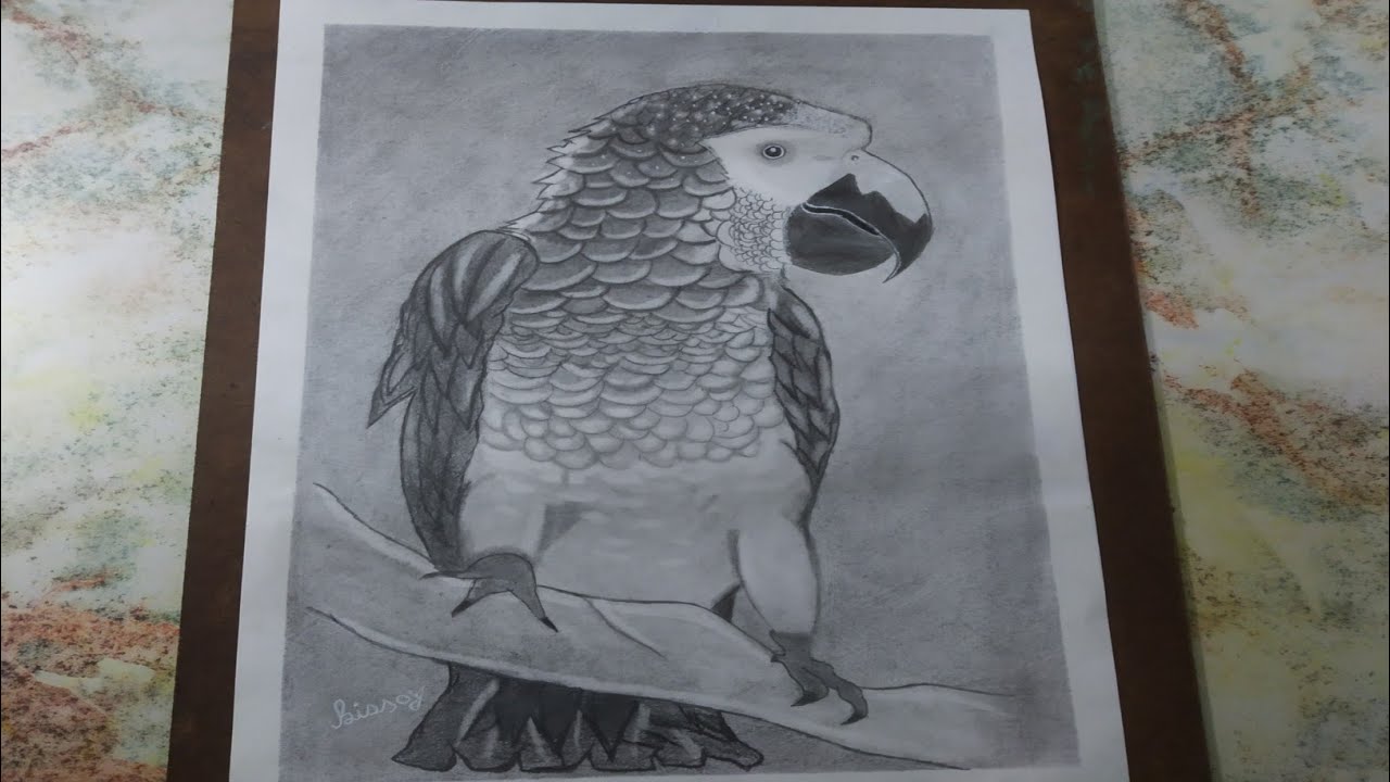 Drawing an African Grey Parrot(Timelapse Video) - YouTube