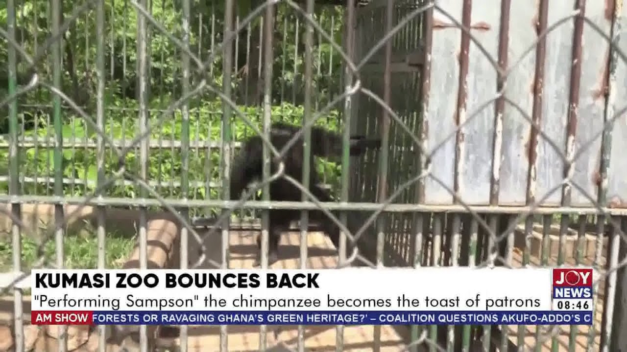 Kumasi Zoo Bounces Back: "Performing Sampson" the chimpanzee becomes ...