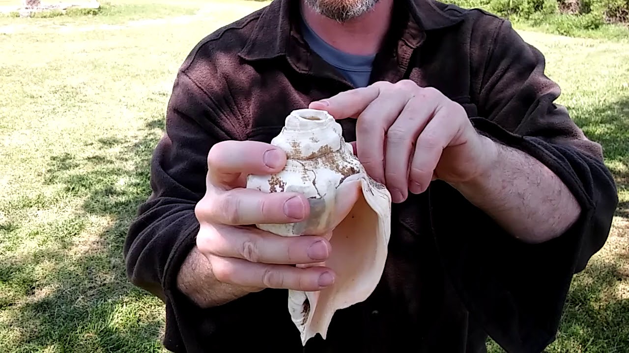 Conch Shell Trumpet - YouTube