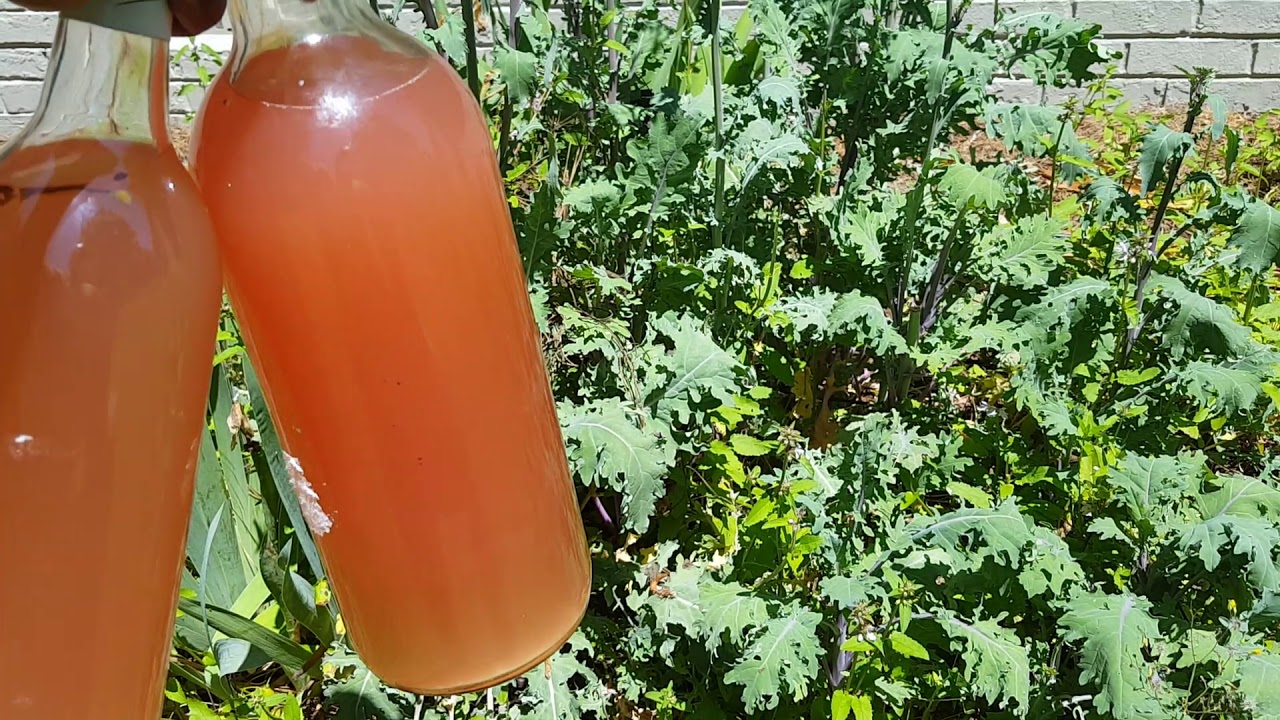 My first batch of Kale Wine. Garden Made - YouTube