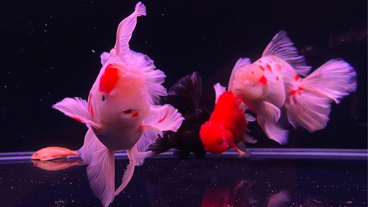 Beauty of goldfish so wonderful | let's Relax with goldfish - YouTube