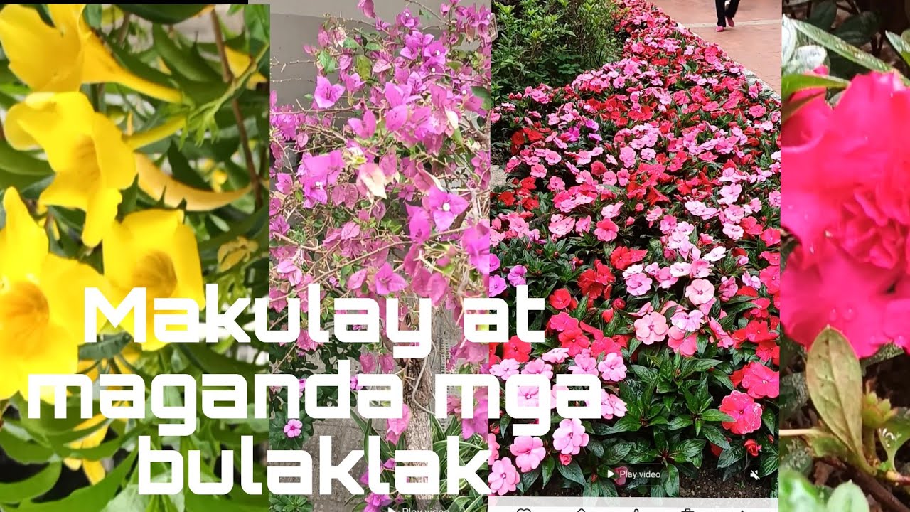 Maganda at makulay na bulaklak.. - YouTube