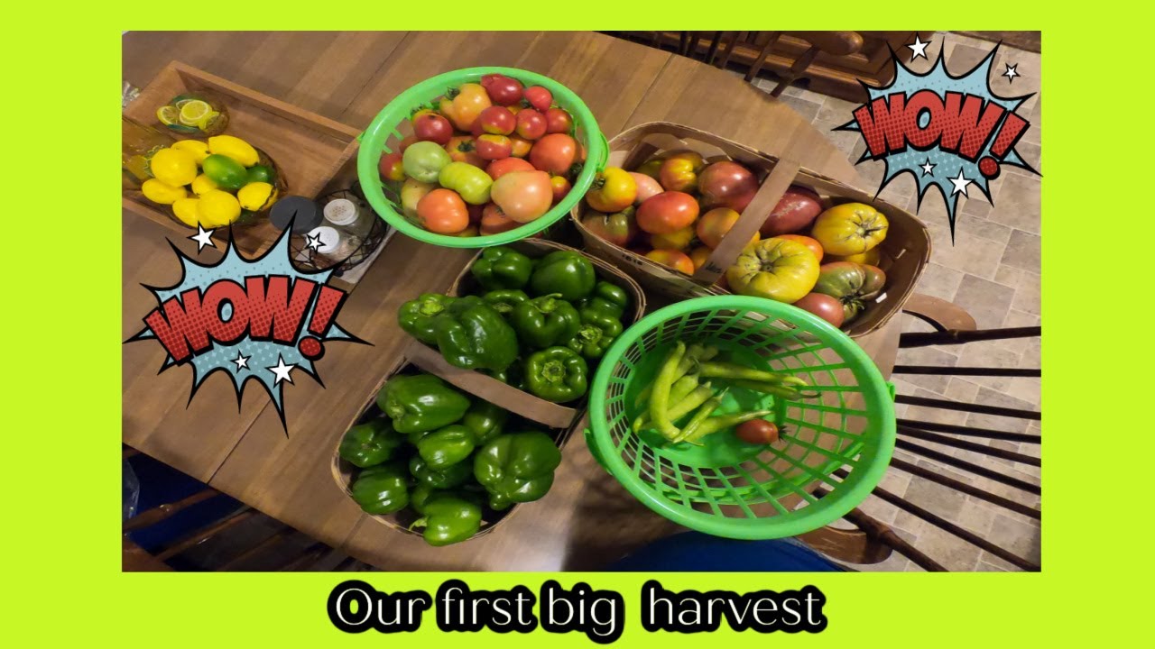 Our first big harvest of the season - YouTube