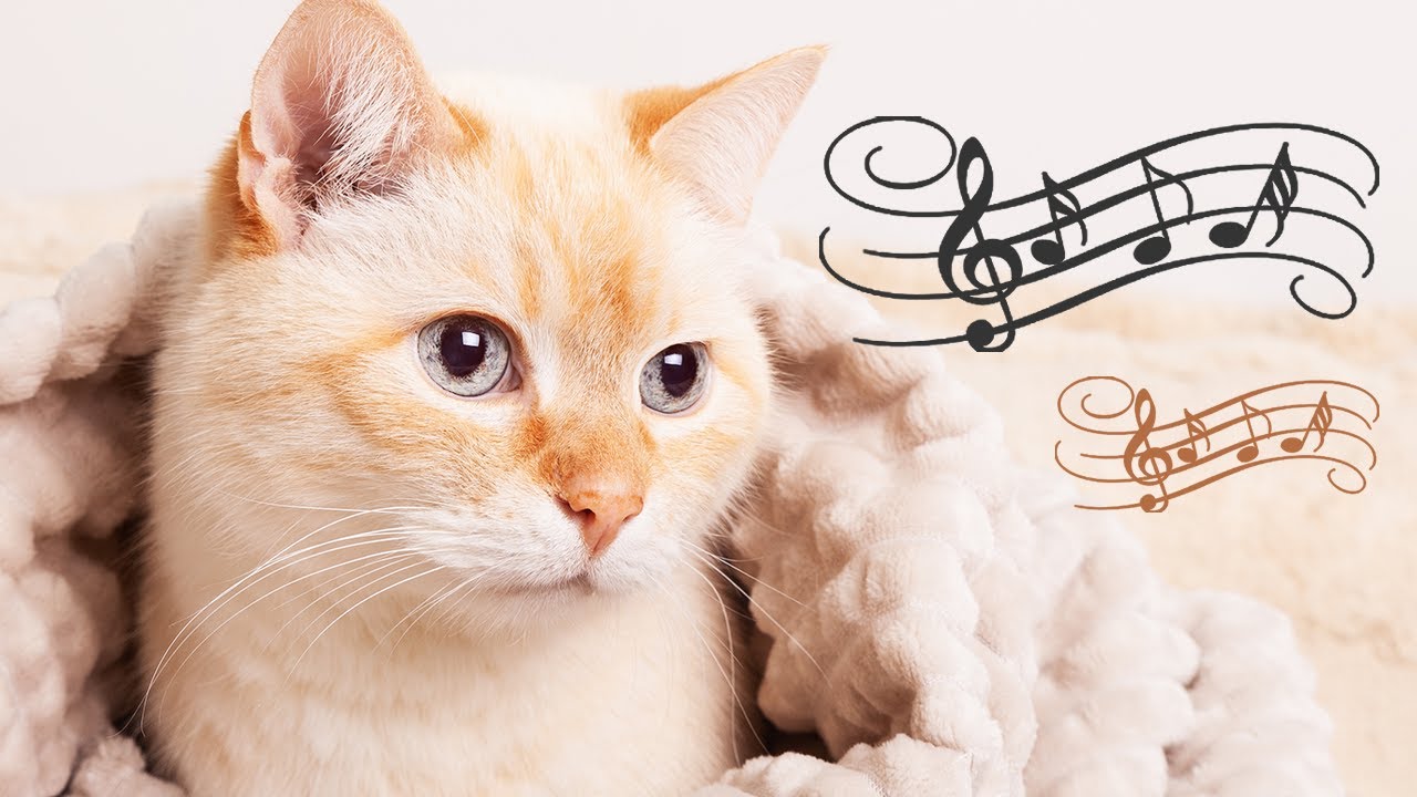 Stress Relief Music for Cats ♬ Music for Restless Cats - YouTube