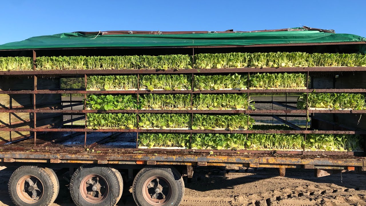 Setting Out Baccer After The Storms ⛈ - YouTube