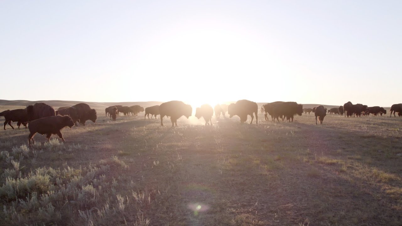 Rezilient: The Buffalo Unity Project 2022 - YouTube