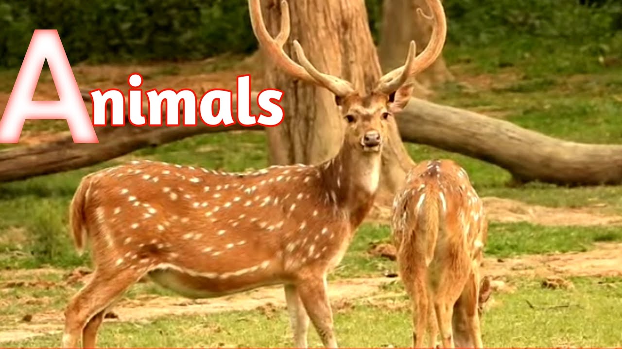 jungle live | safari discovery | animals cams live - YouTube