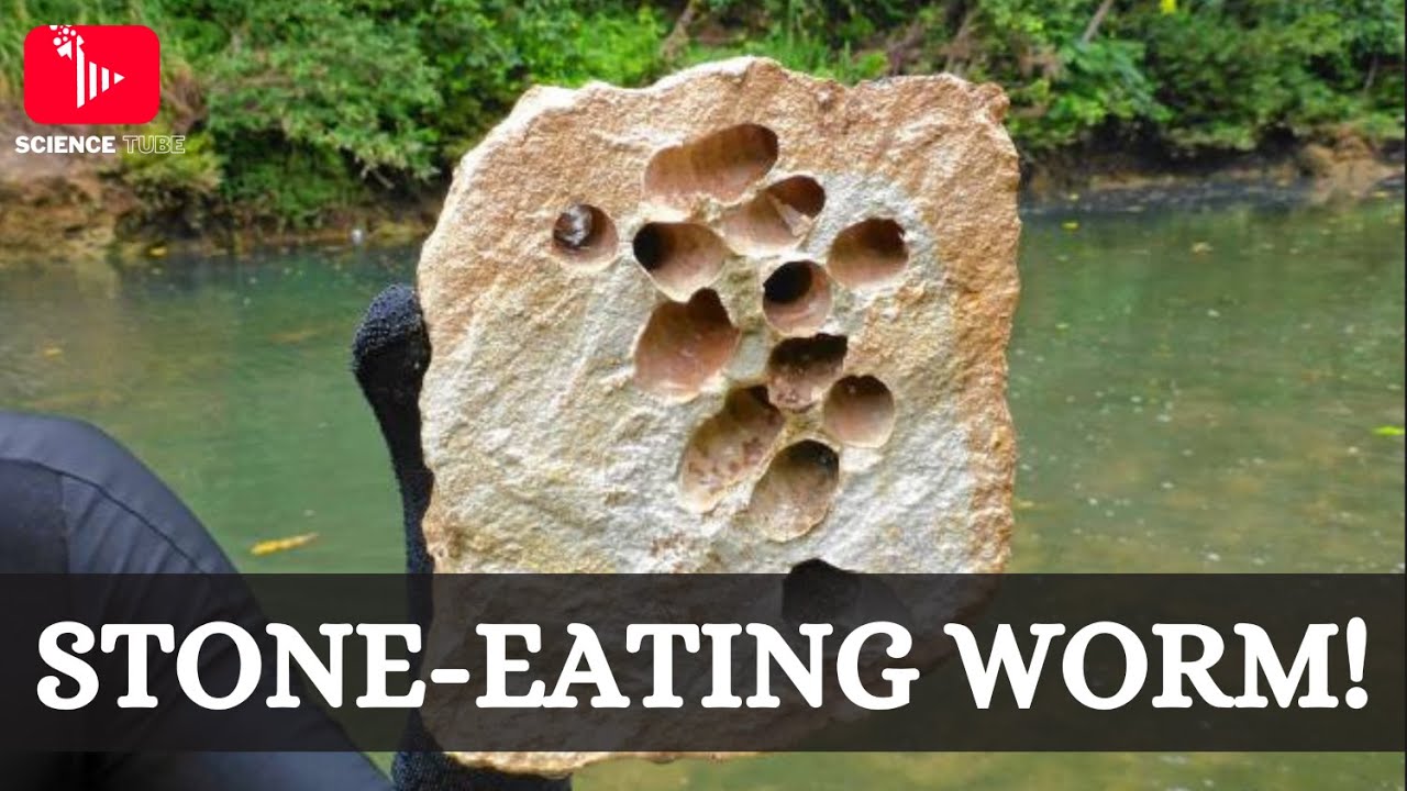 Shipworms That Eat Rocks! | Discovered Stone-eating Mollusk! - YouTube