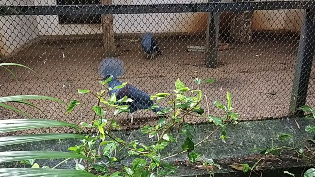 Swinging crew bird - YouTube