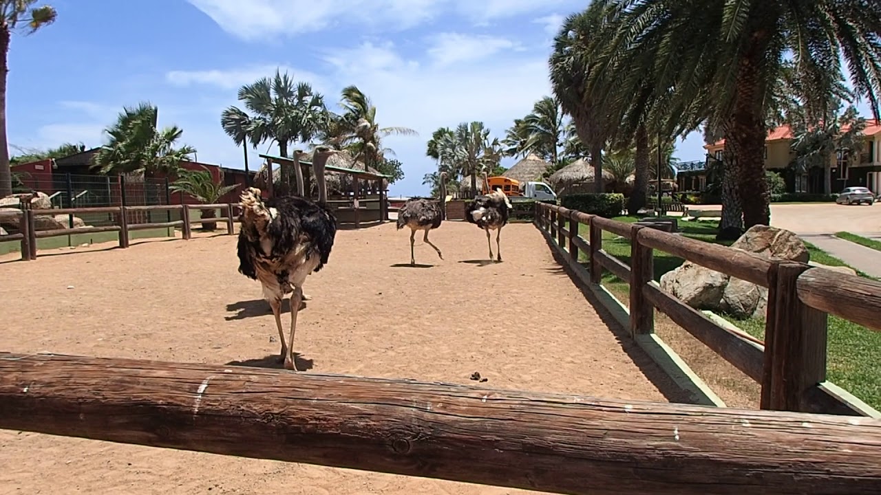 Philips Animal Garden zoo in Aruba - YouTube