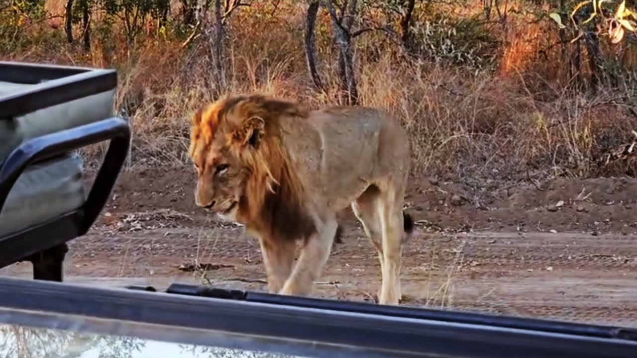 5 Monwana Male Lions Together at Timbavati | 21 June 2025 - YouTube