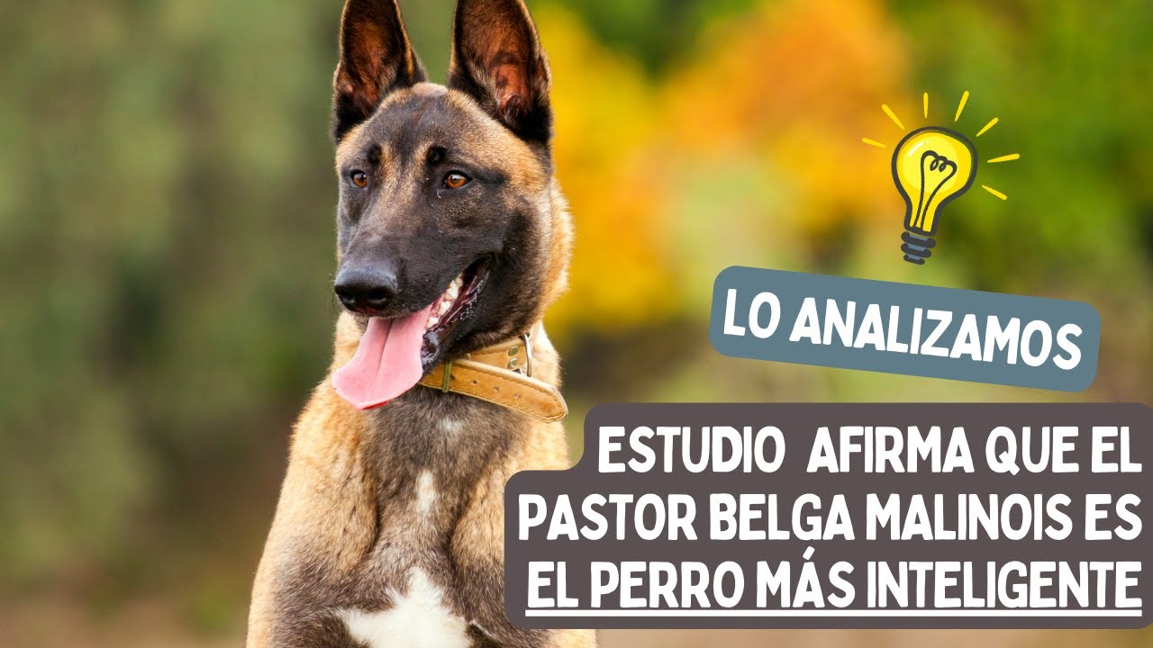 El pastor belga malinois es el PERRO MÁS INTELIGENTE, según un estudio ...