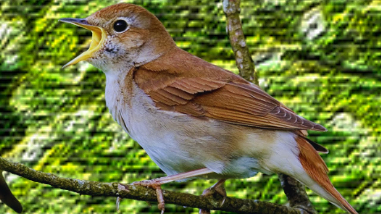 🦜 Nightingale singing 🦜 Nightingale Song 🦜 Singing nightingale - YouTube