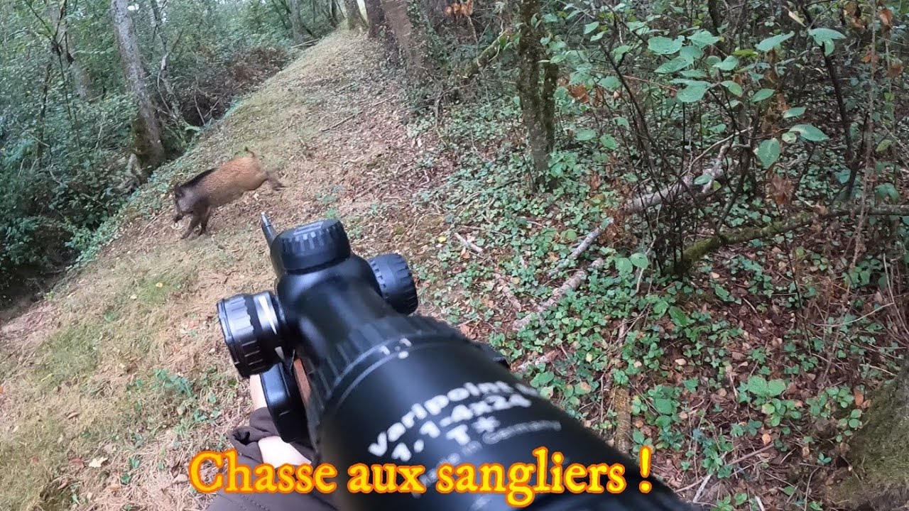 Superbes scènes de chasse en battue avec beaucoup de tirs ! (sangliers ...